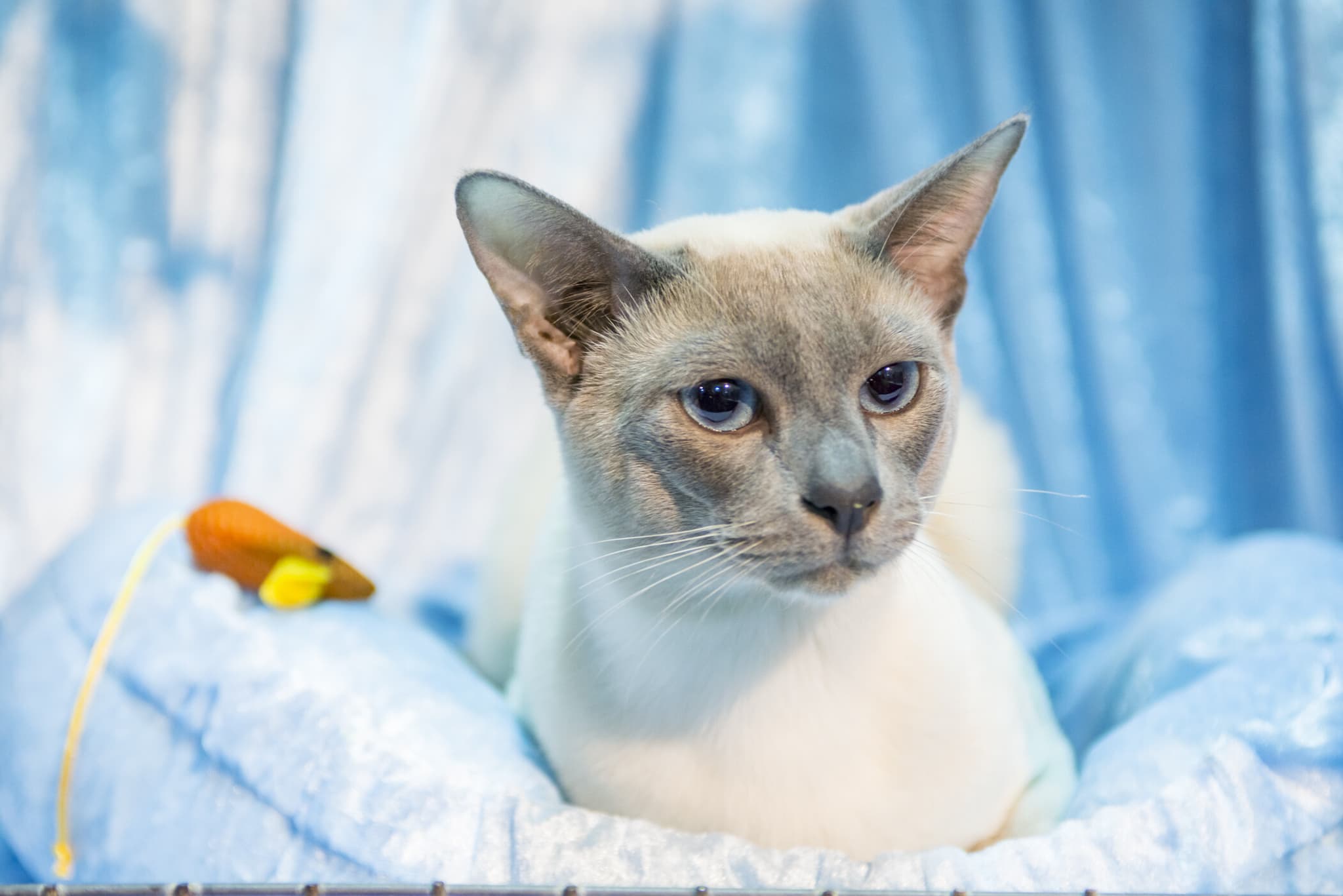 Cats | Royal Adelaide Show