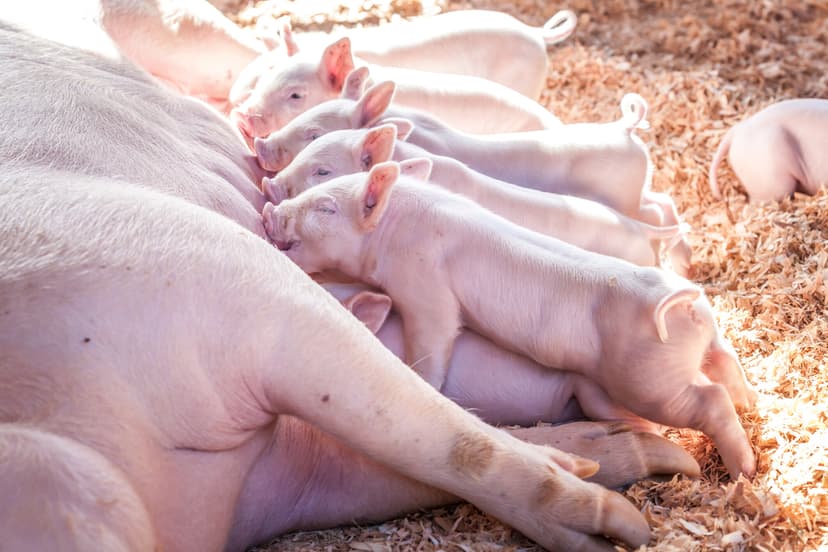 Pigs | Royal Adelaide Show